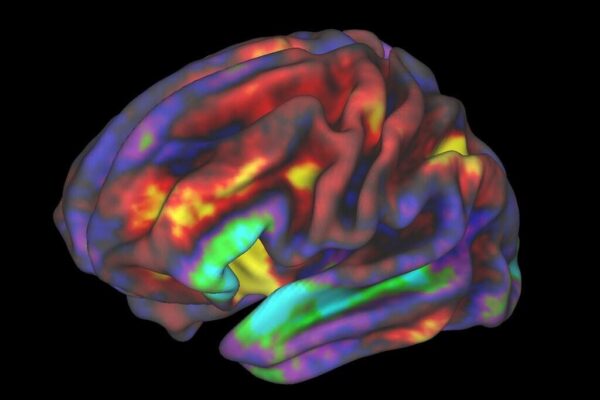 Over 1-year-old Lab Grown Miniature Brain Mimics Real Life… – Ripon ...